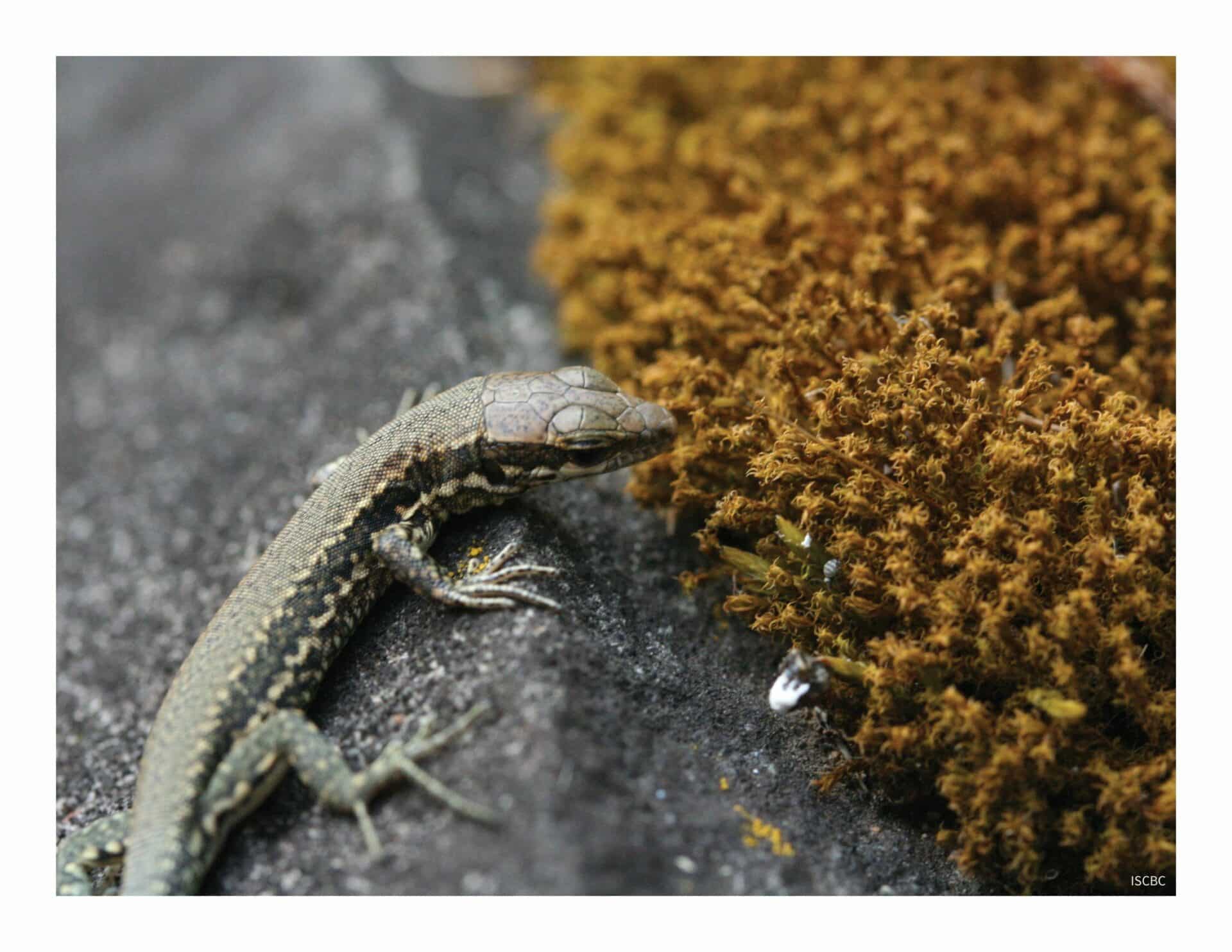 TEACHING CARDS - Invasive Species Council of British Columbia