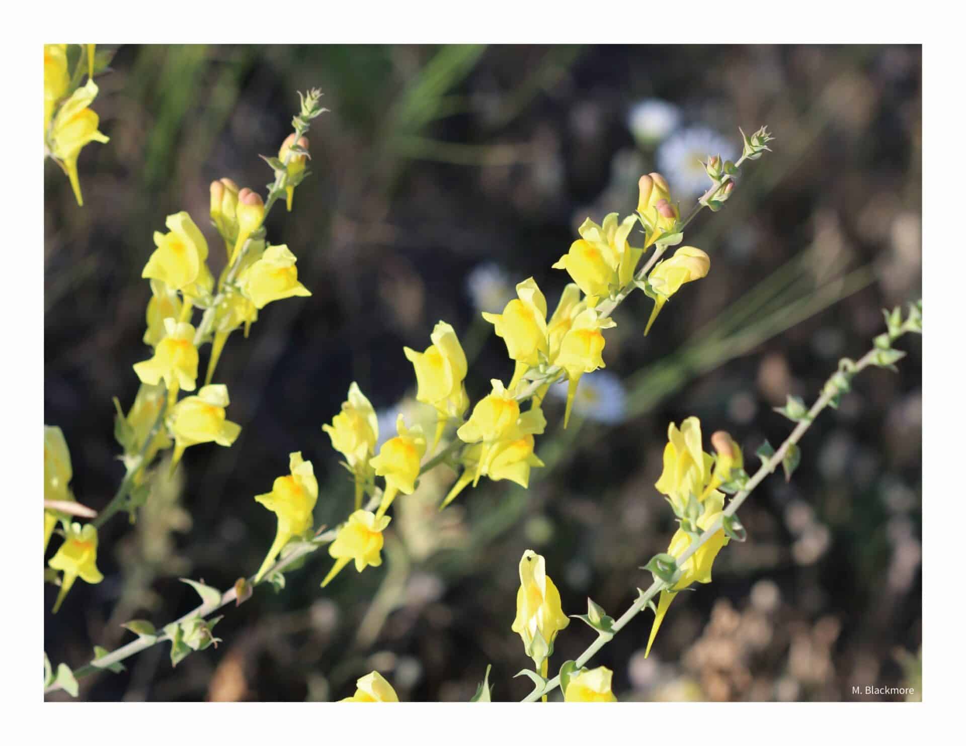 TEACHING CARDS - Invasive Species Council of British Columbia