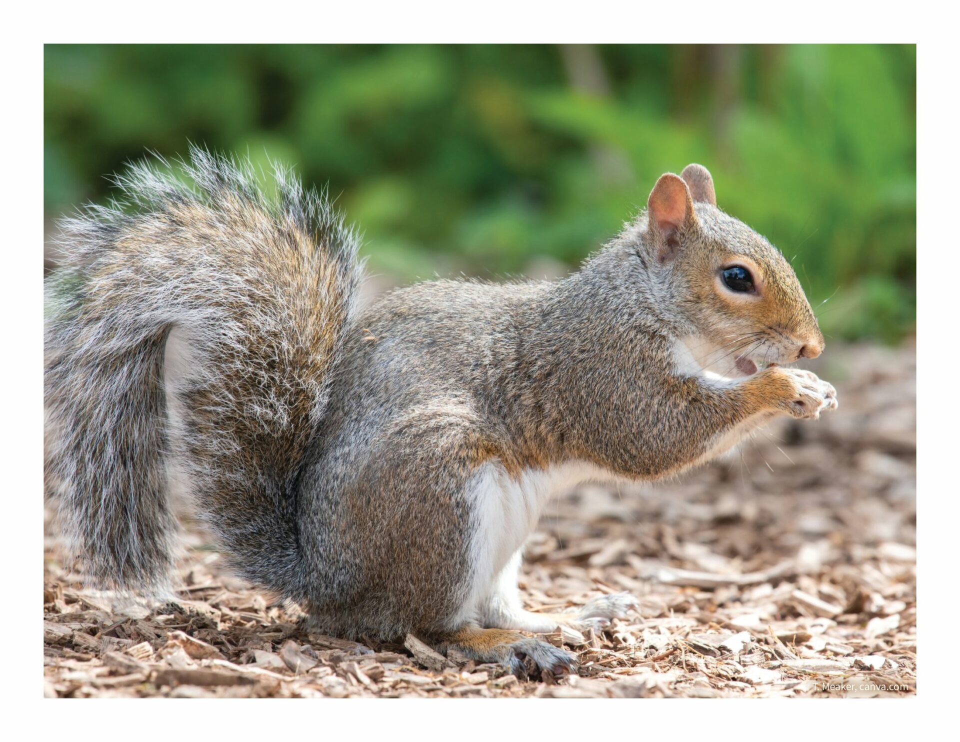 TEACHING CARDS - Invasive Species Council of British Columbia