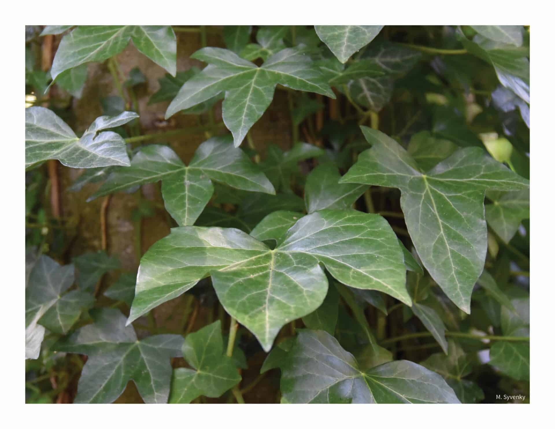 TEACHING CARDS - Invasive Species Council of British Columbia