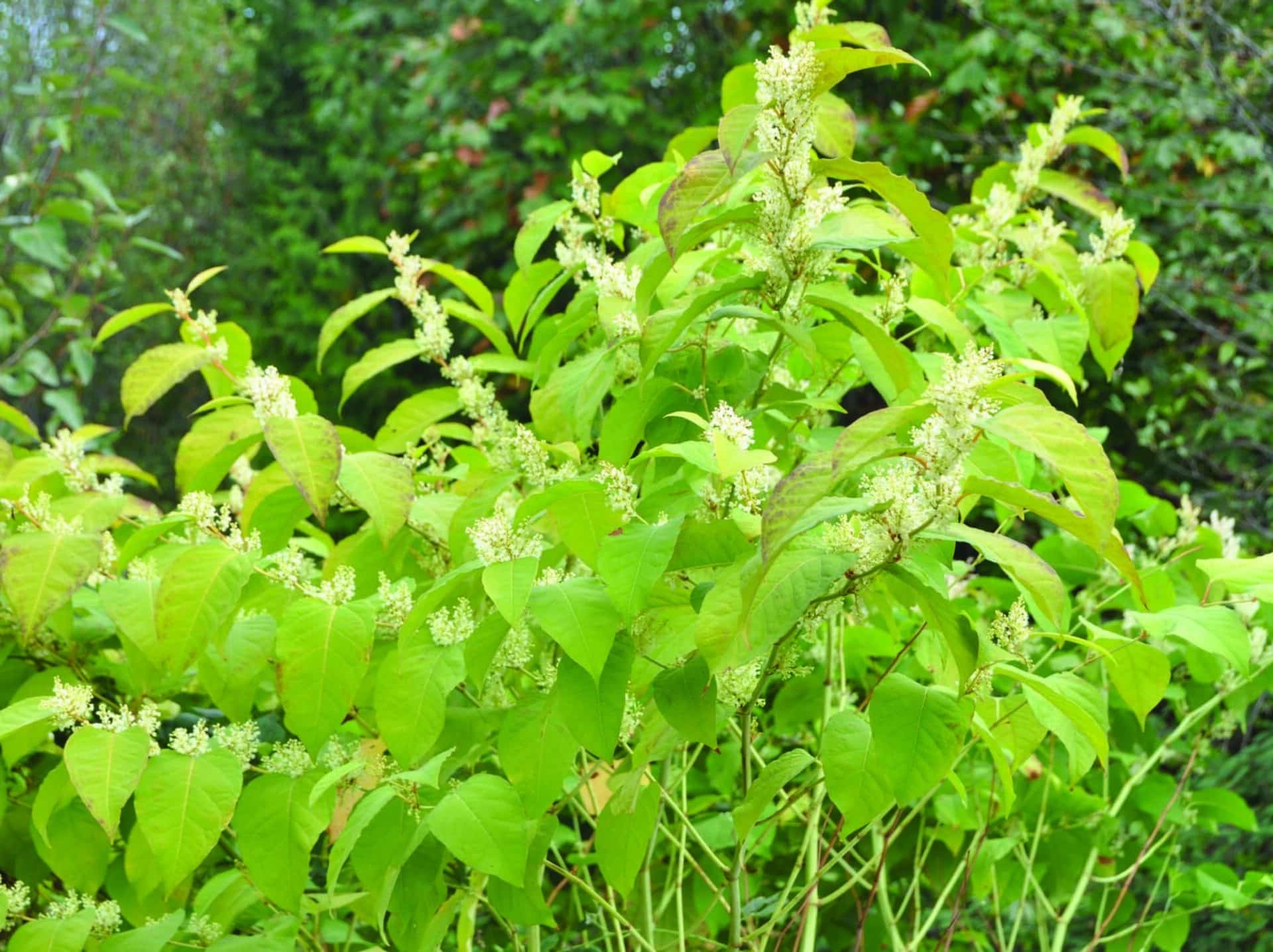 TEACHING CARDS - Invasive Species Council of British Columbia