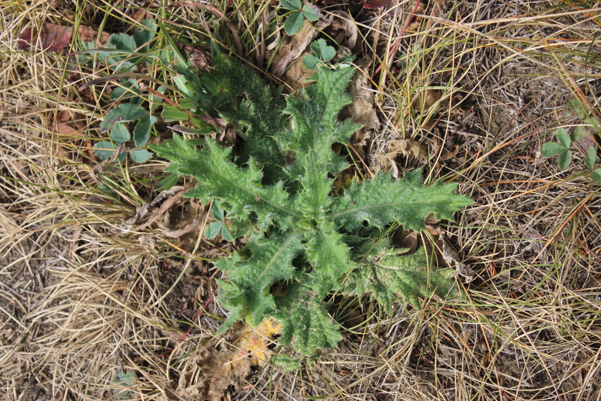 Producing your best yard from the ground up - Invasive Species Council ...