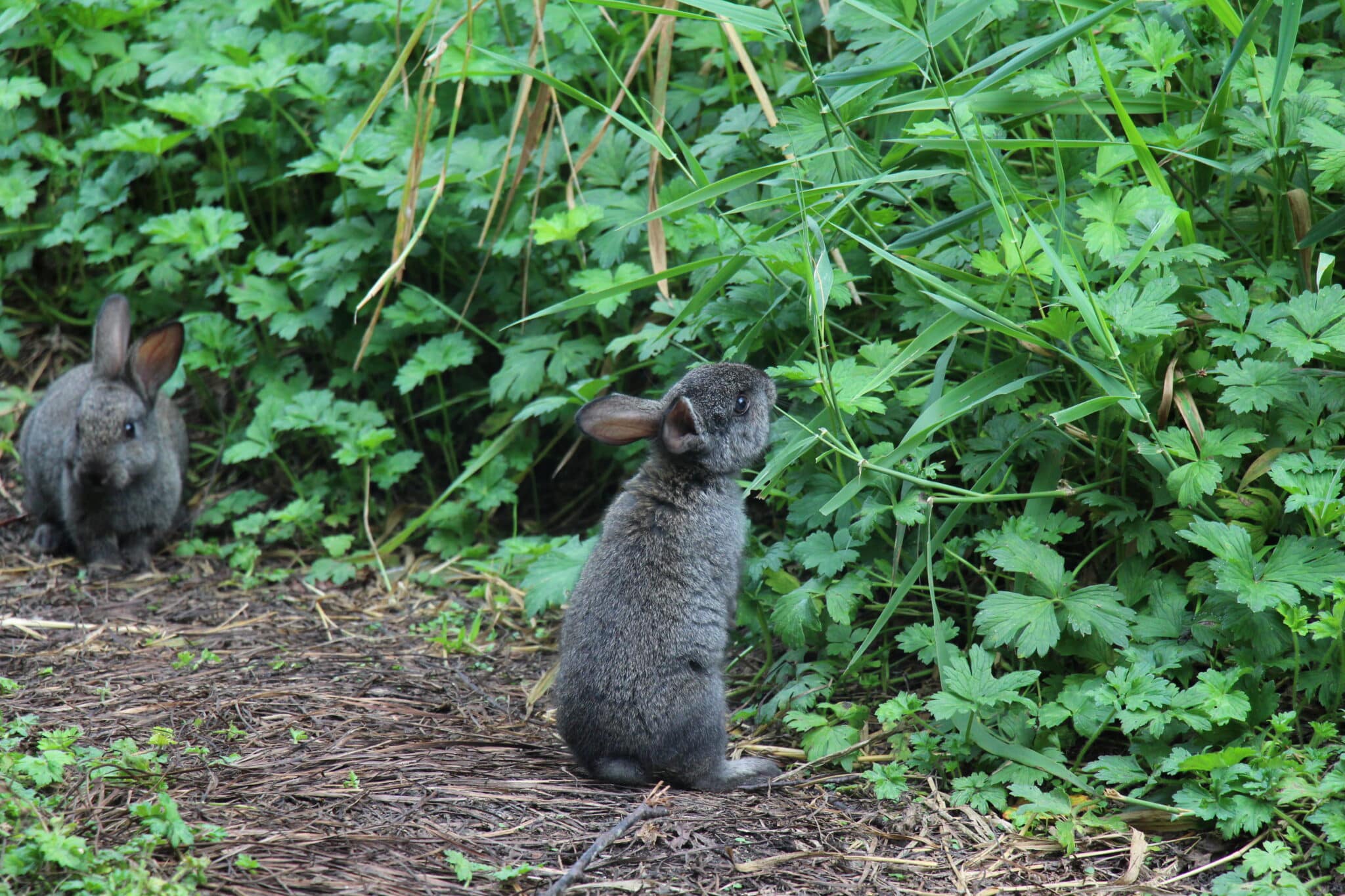 Invasive Species Council of British Columbia