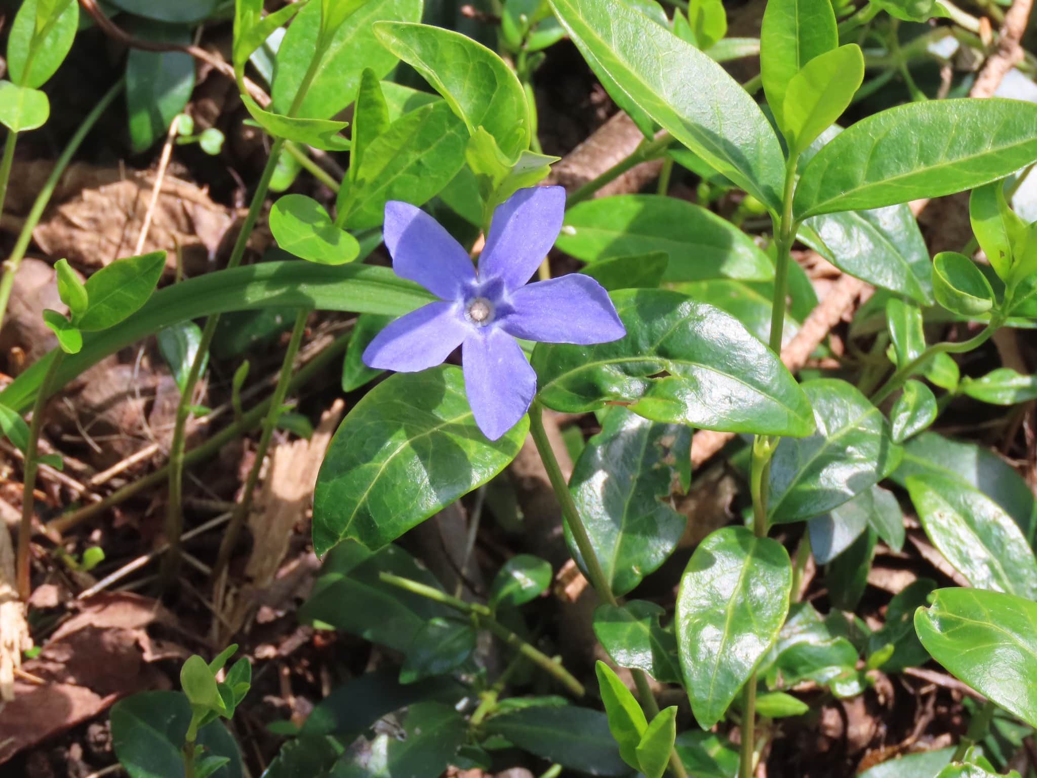 Producing your best yard from the ground up - Invasive Species Council ...