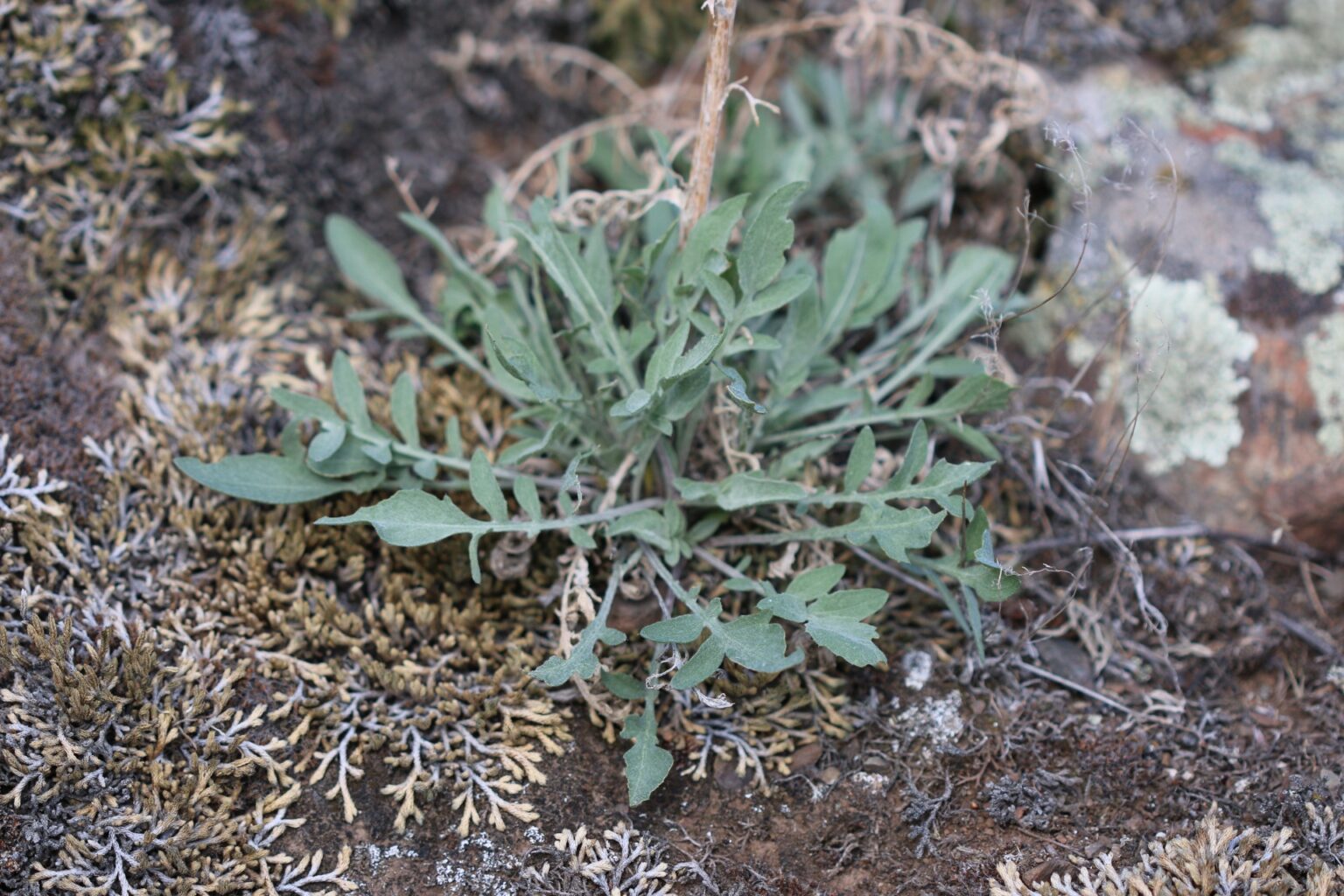 Producing your best yard from the ground up - Invasive Species Council ...