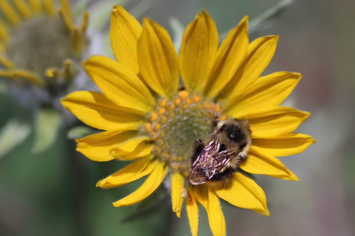 May 2024: Invasive Species Action Month - Invasive Species Council of ...