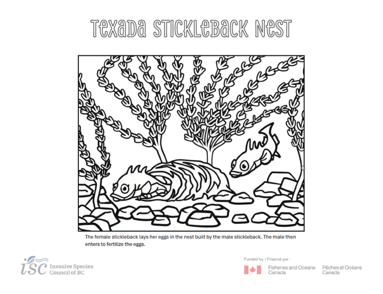 Games & Activities - Invasive Species Council of British Columbia