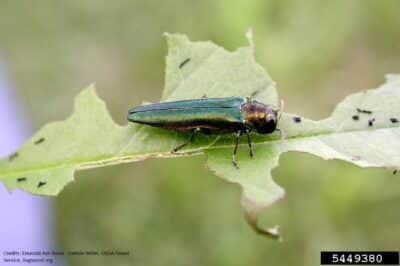 Emerald ash borer - Invasive Species Council of British Columbia