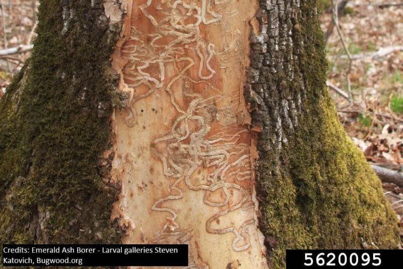 Emerald ash borer - Invasive Species Council of British Columbia