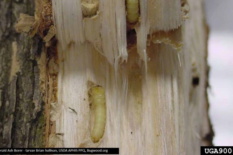 Emerald ash borer - Invasive Species Council of British Columbia