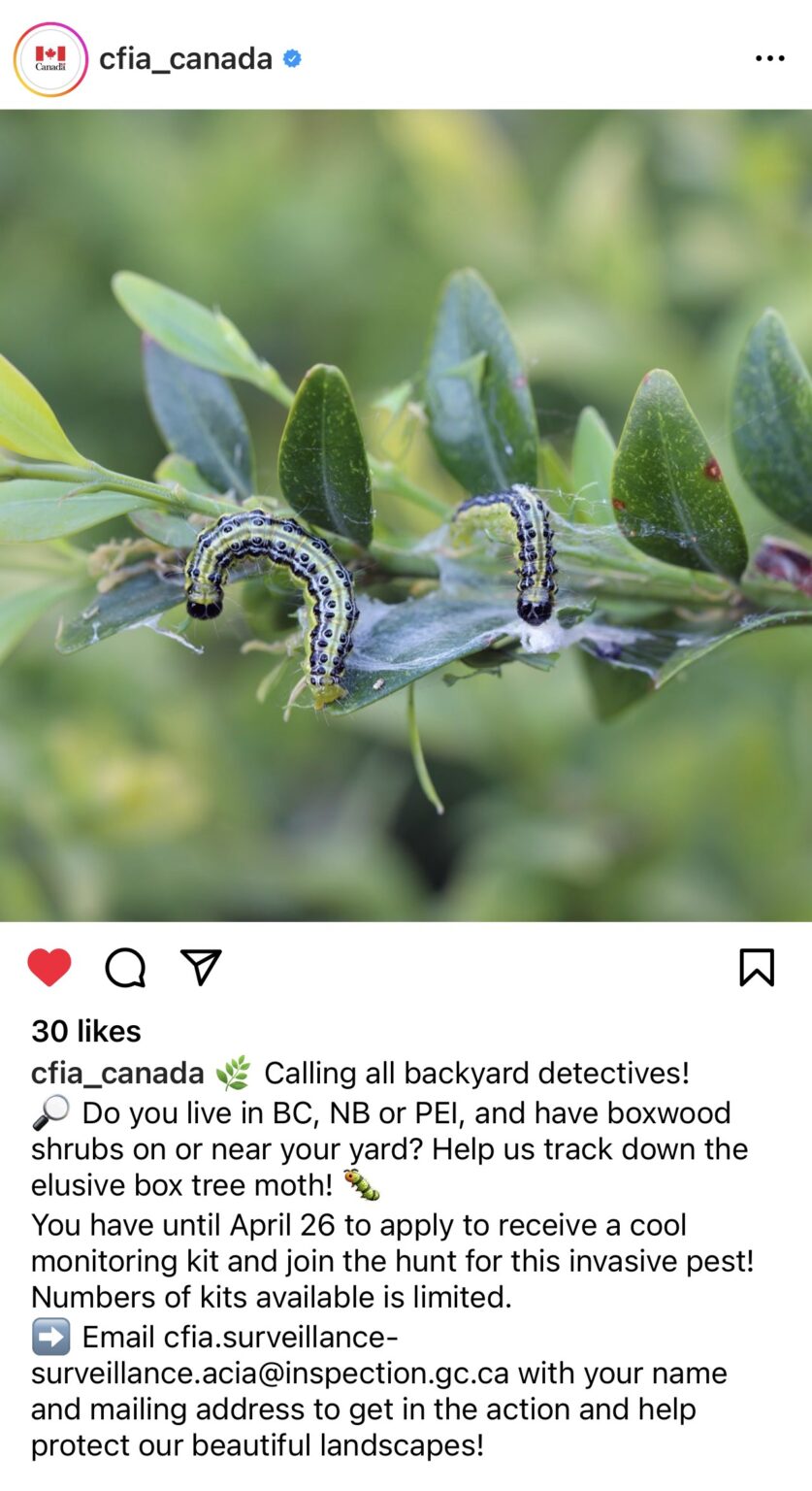 Be a box tree moth detective – put your powers of observation to work ...