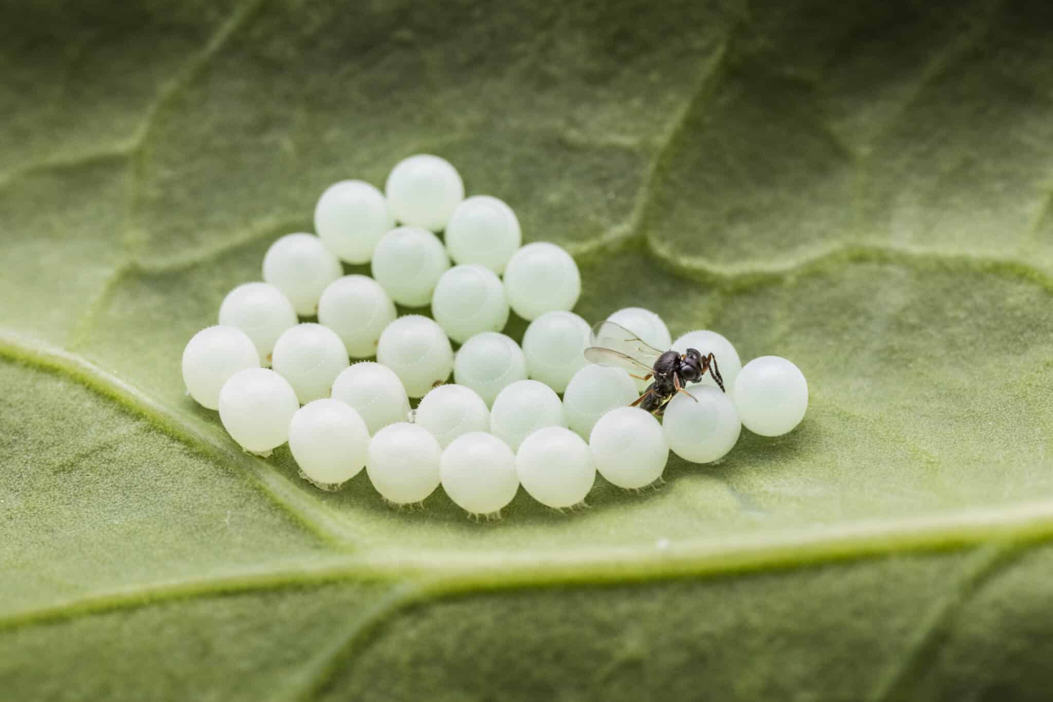 Invasive Species Council of British Columbia