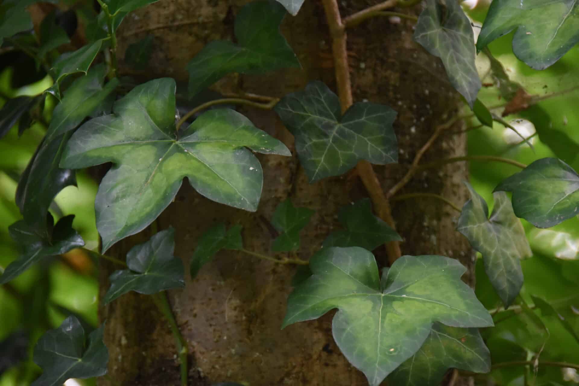 A Journey to Rescue the Plan(e)t - Invasive Species Council of British ...