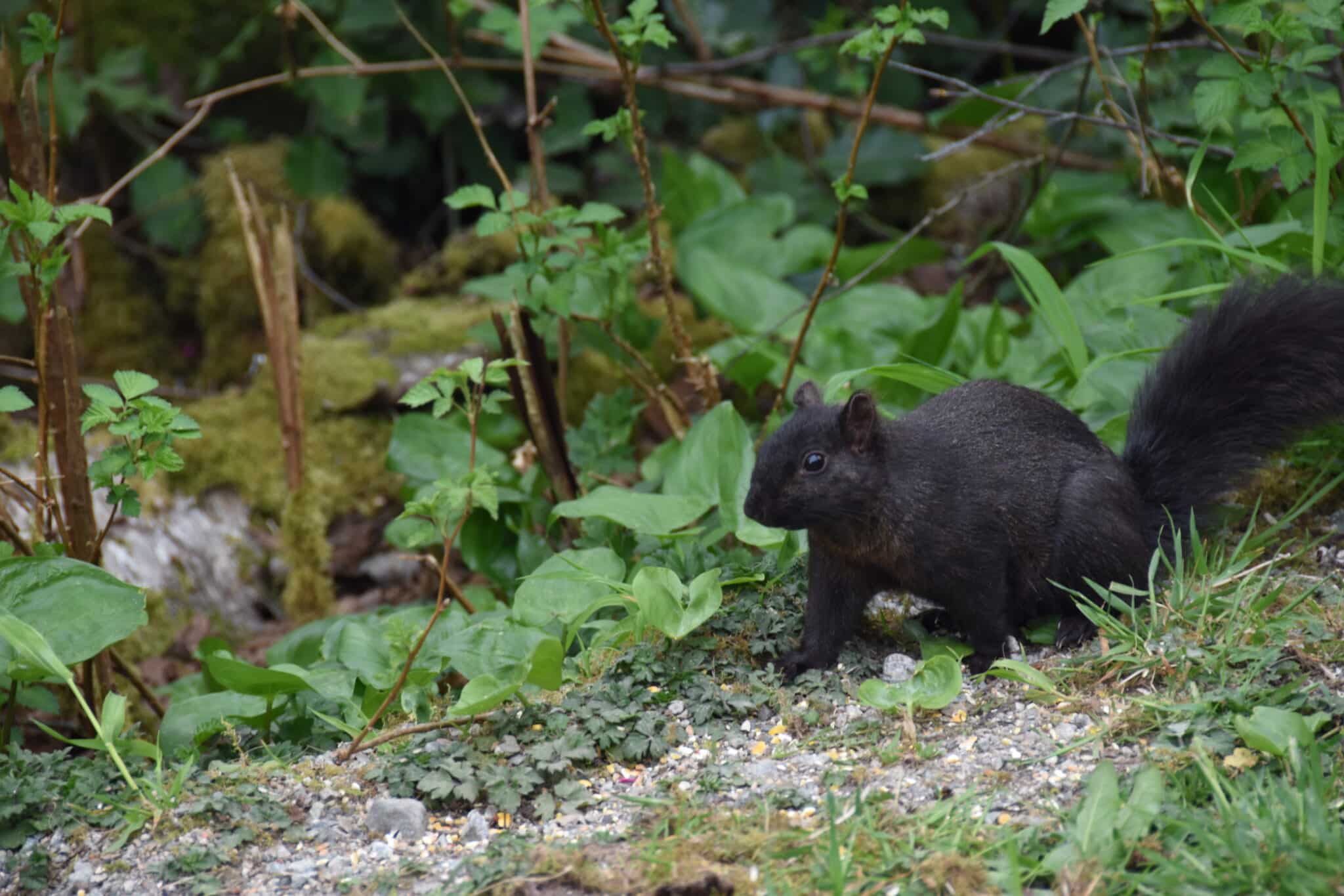 Invasive Species Council of British Columbia