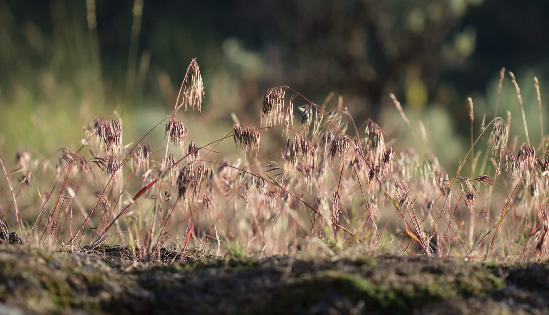 Reducing Wildfire Risk Starts With Invasive Plant Management - Invasive ...