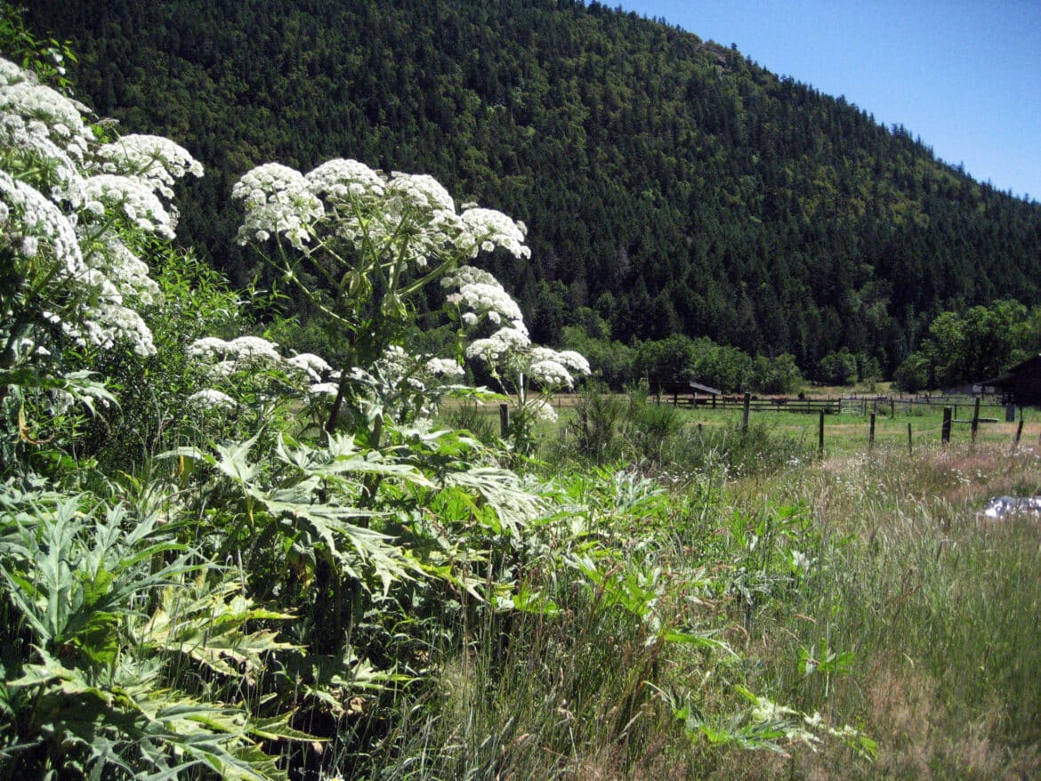 Putting Giant Hogweed in the Spotlight - Invasive Species Council of ...