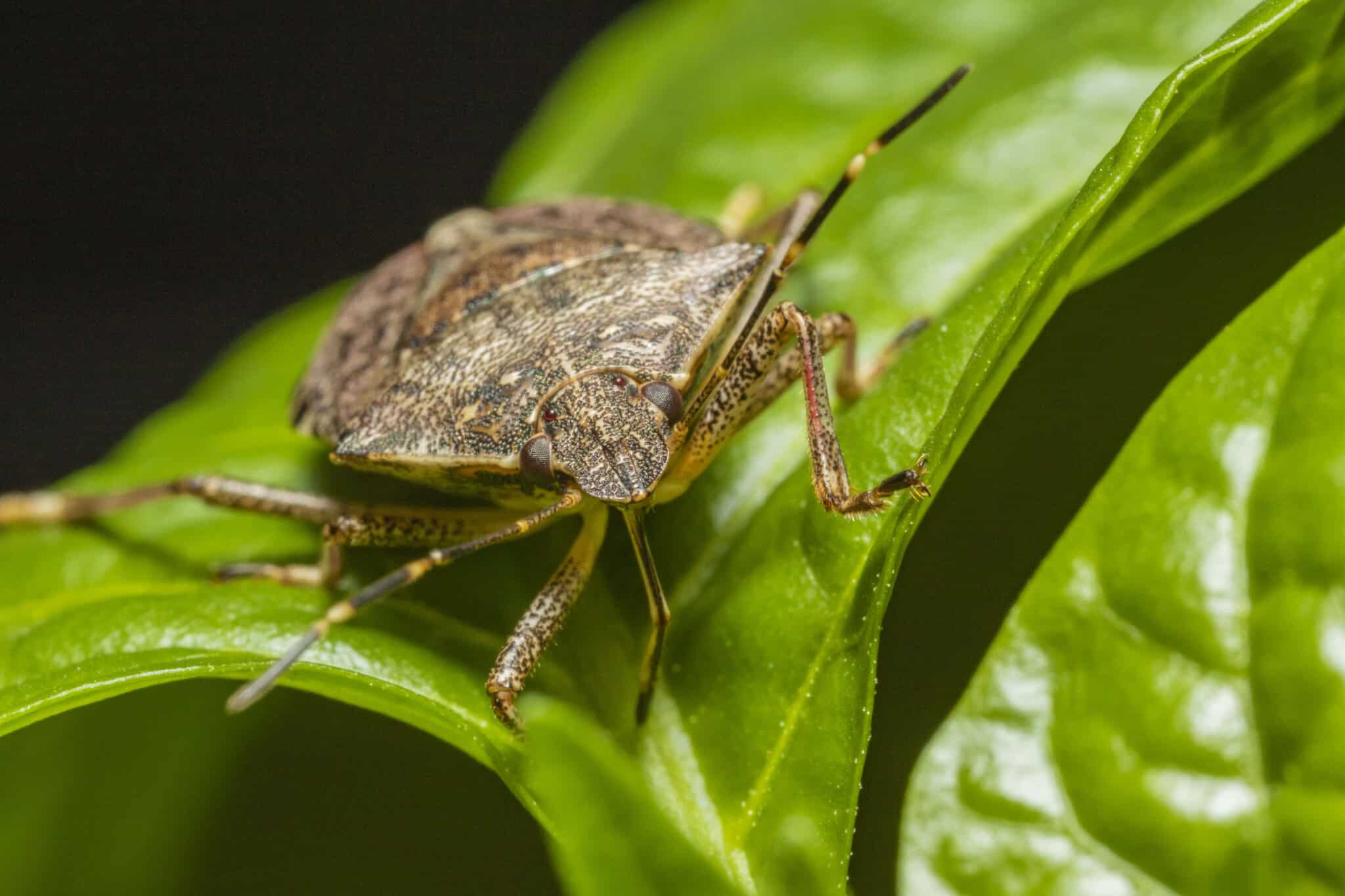 Hunting for stink bug eggs - Invasive Species Council of British Columbia
