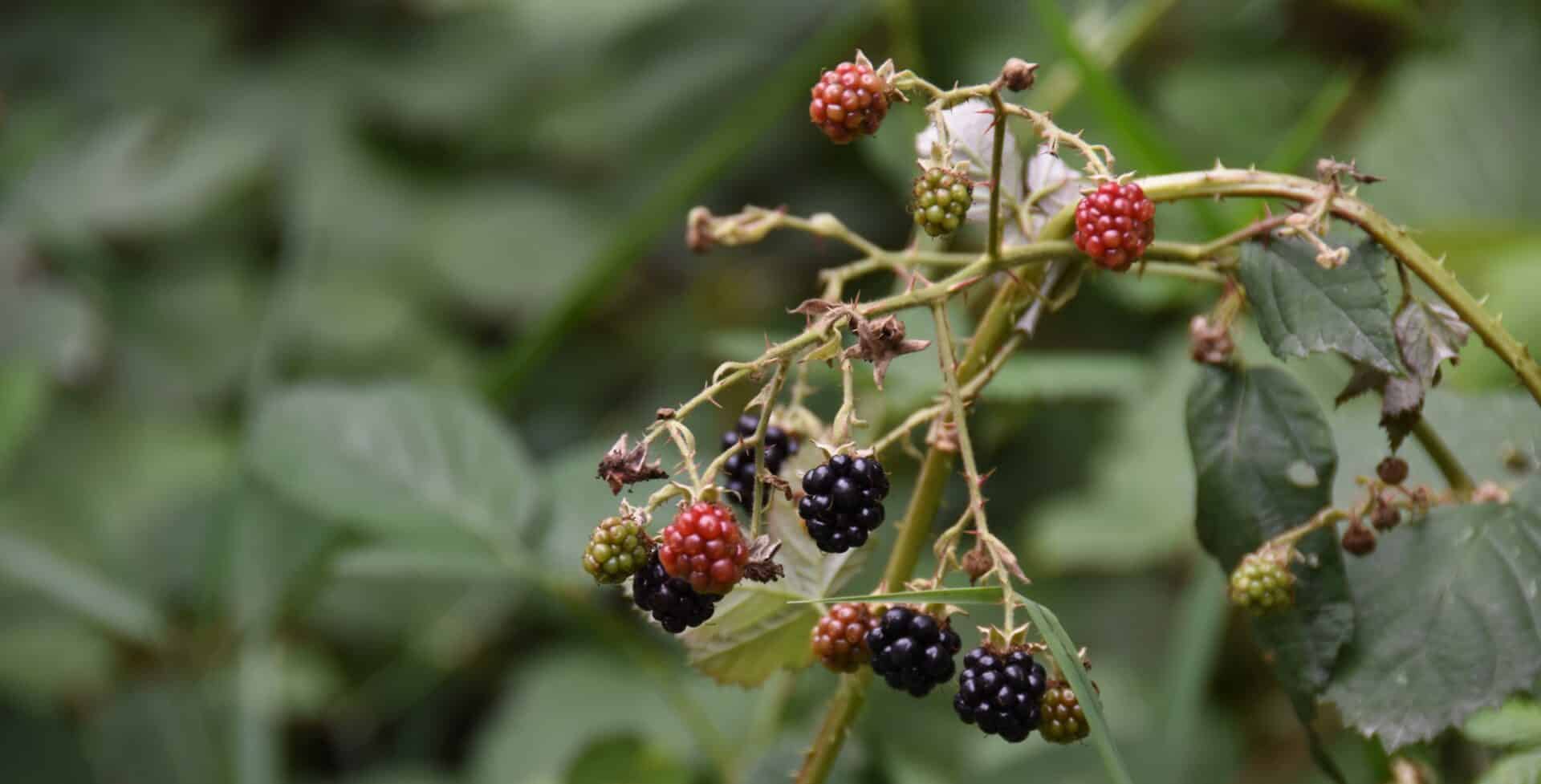 Nature and Dance: The Best Prescription for Mental Health - Invasive ...