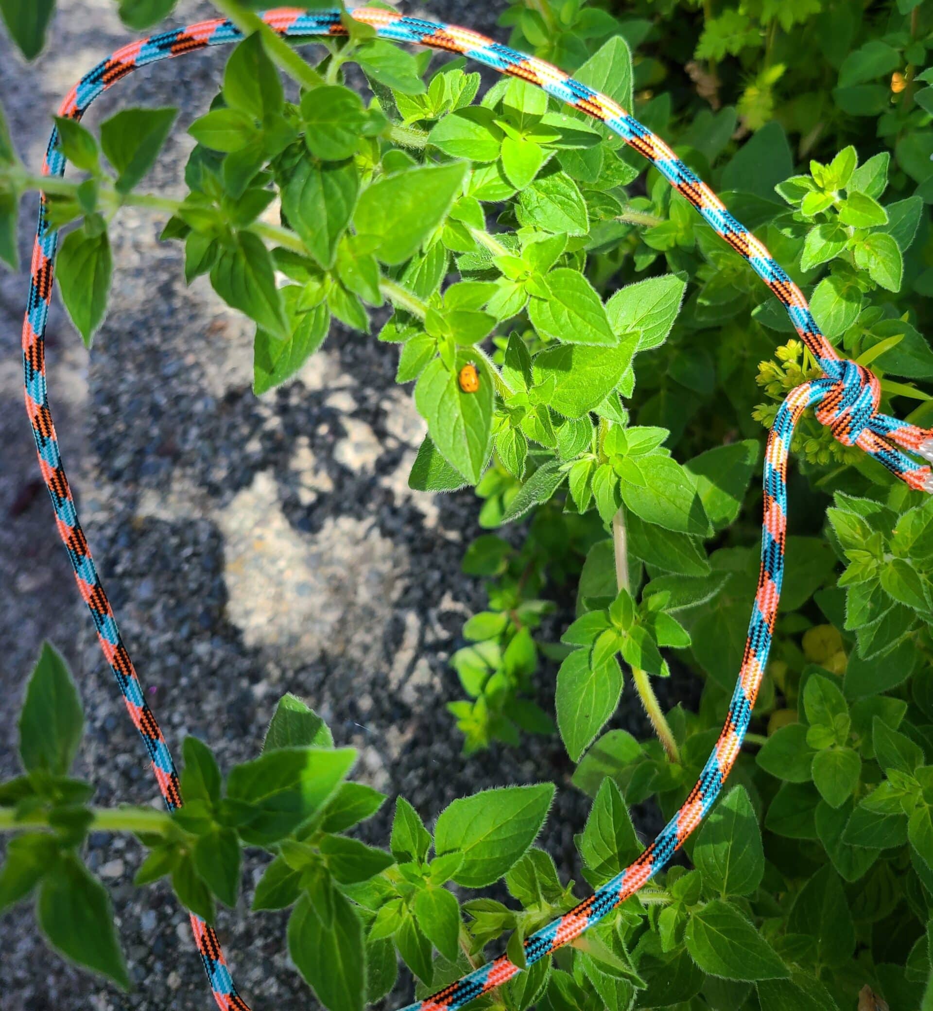 20 Minutes a Week of Invasive Species Club Inspires Positive Change at ...