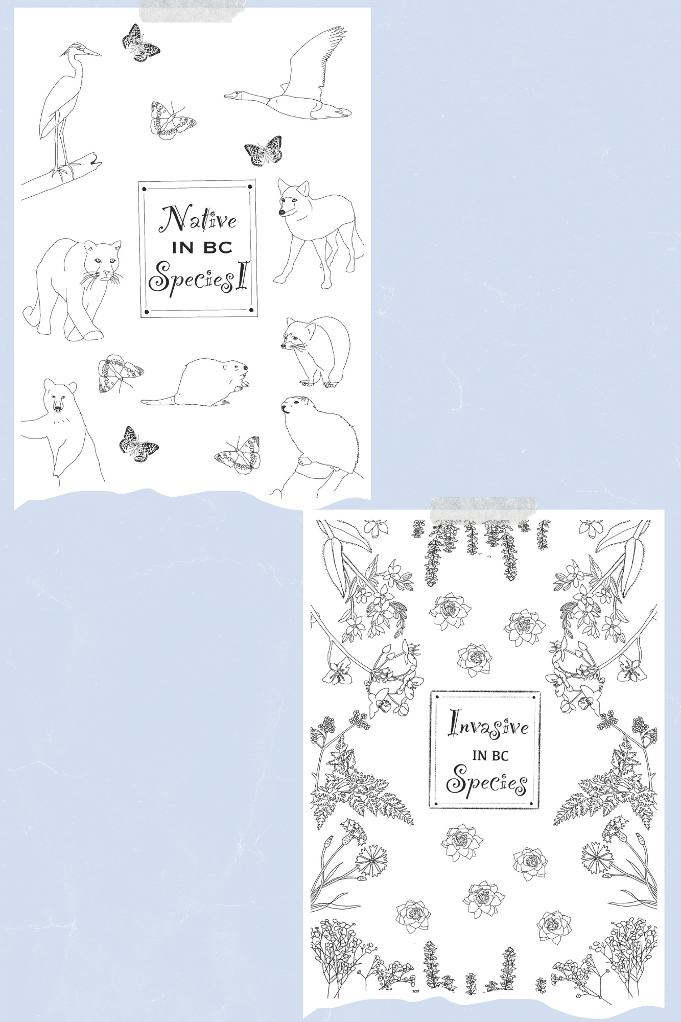 Squirrel Watching Leads to Awareness - Invasive Species Council of ...