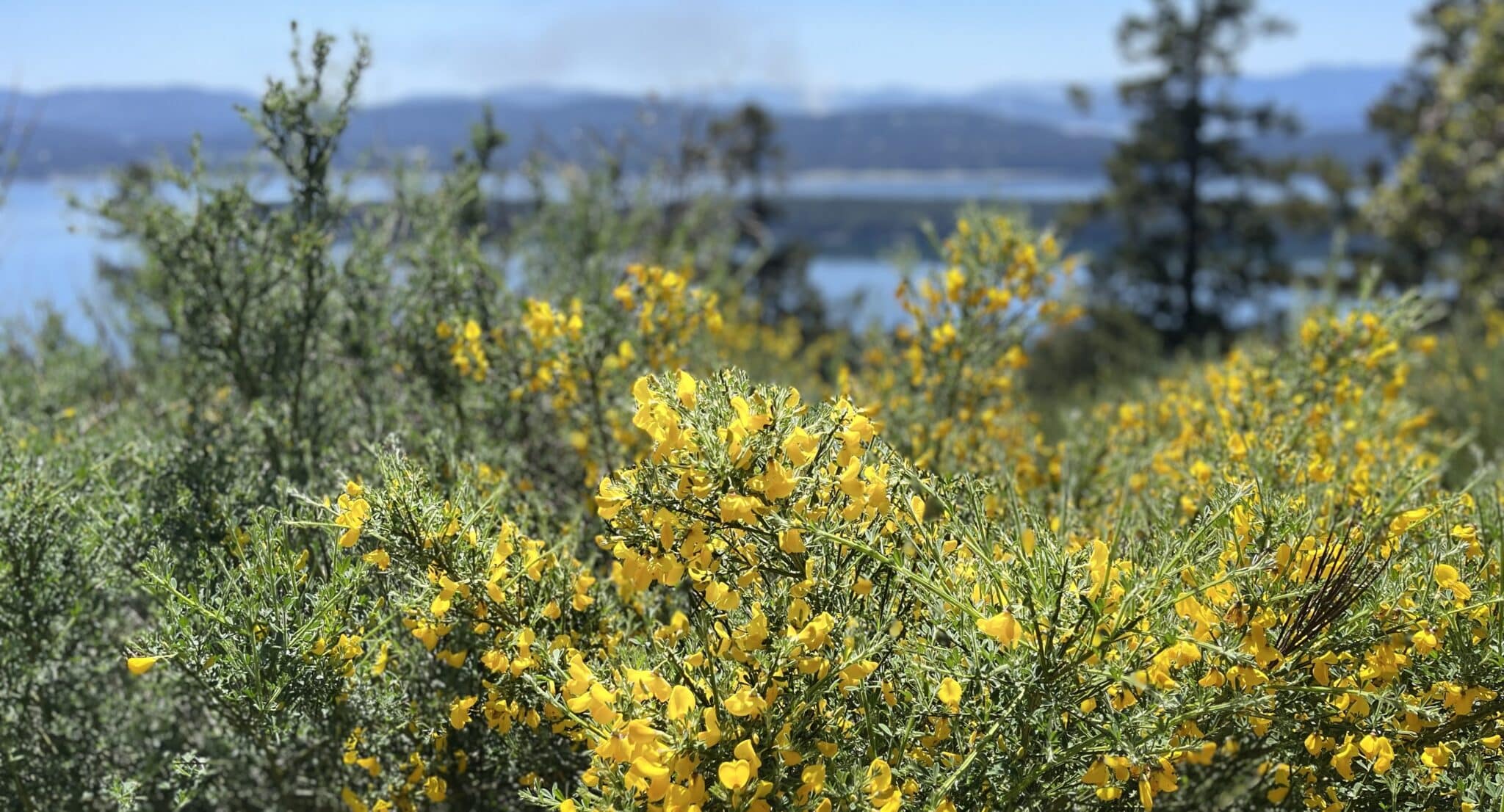 Reducing Wildfire Risk Starts With Invasive Plant Management - Invasive ...