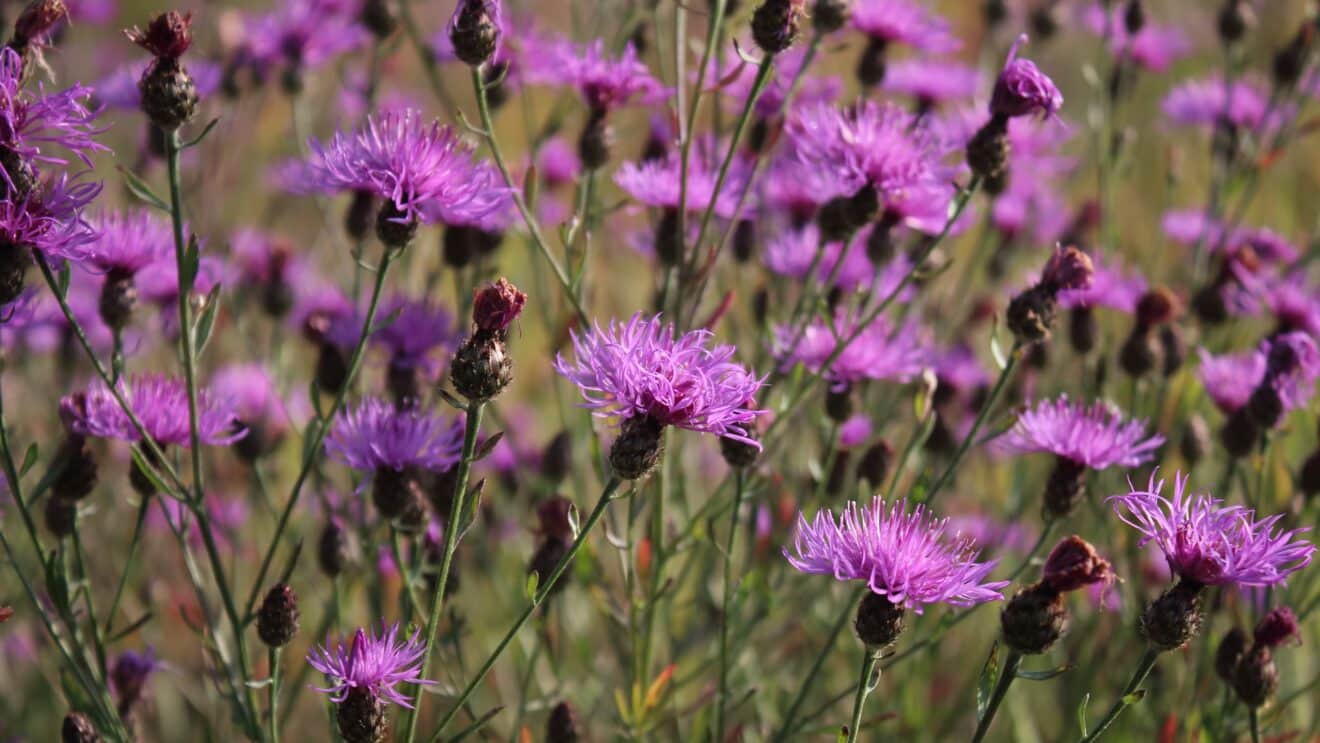 Reducing Wildfire Risk Starts With Invasive Plant Management - Invasive ...