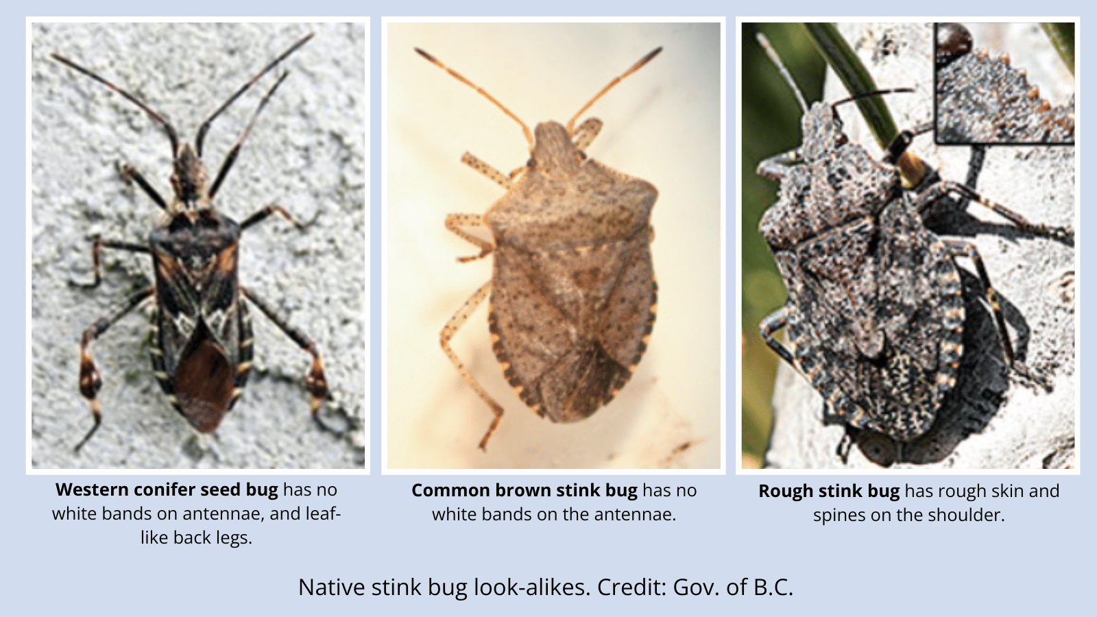 Hunting for stink bug eggs - Invasive Species Council of British Columbia