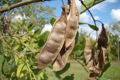 Black locust - Invasive Species Council of British Columbia