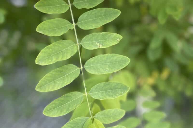 Black locust - Invasive Species Council of British Columbia