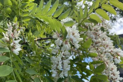 Black locust - Invasive Species Council of British Columbia