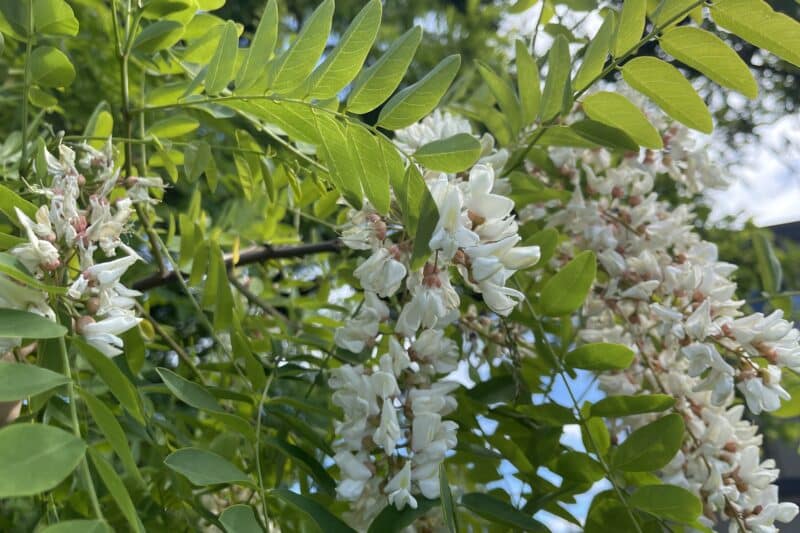 Black locust - Invasive Species Council of British Columbia