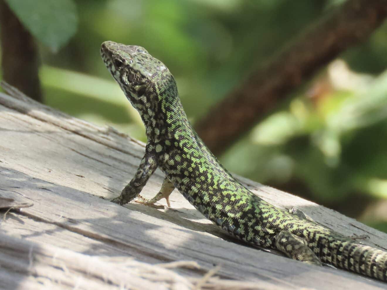 Invasion of the European wall lizards - Invasive Species Council of British Columbia
