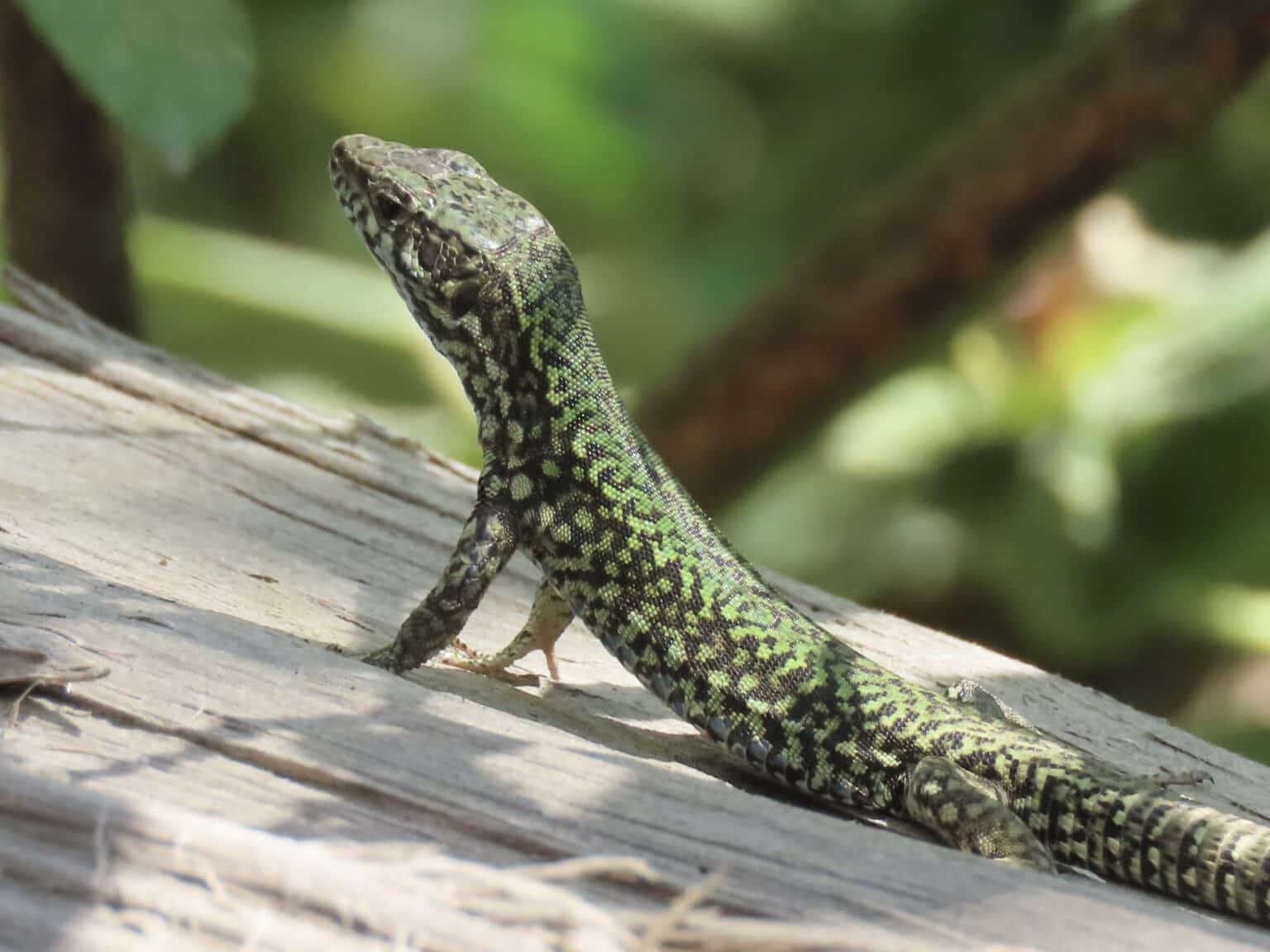 Invasion of the European wall lizards - Invasive Species Council of ...
