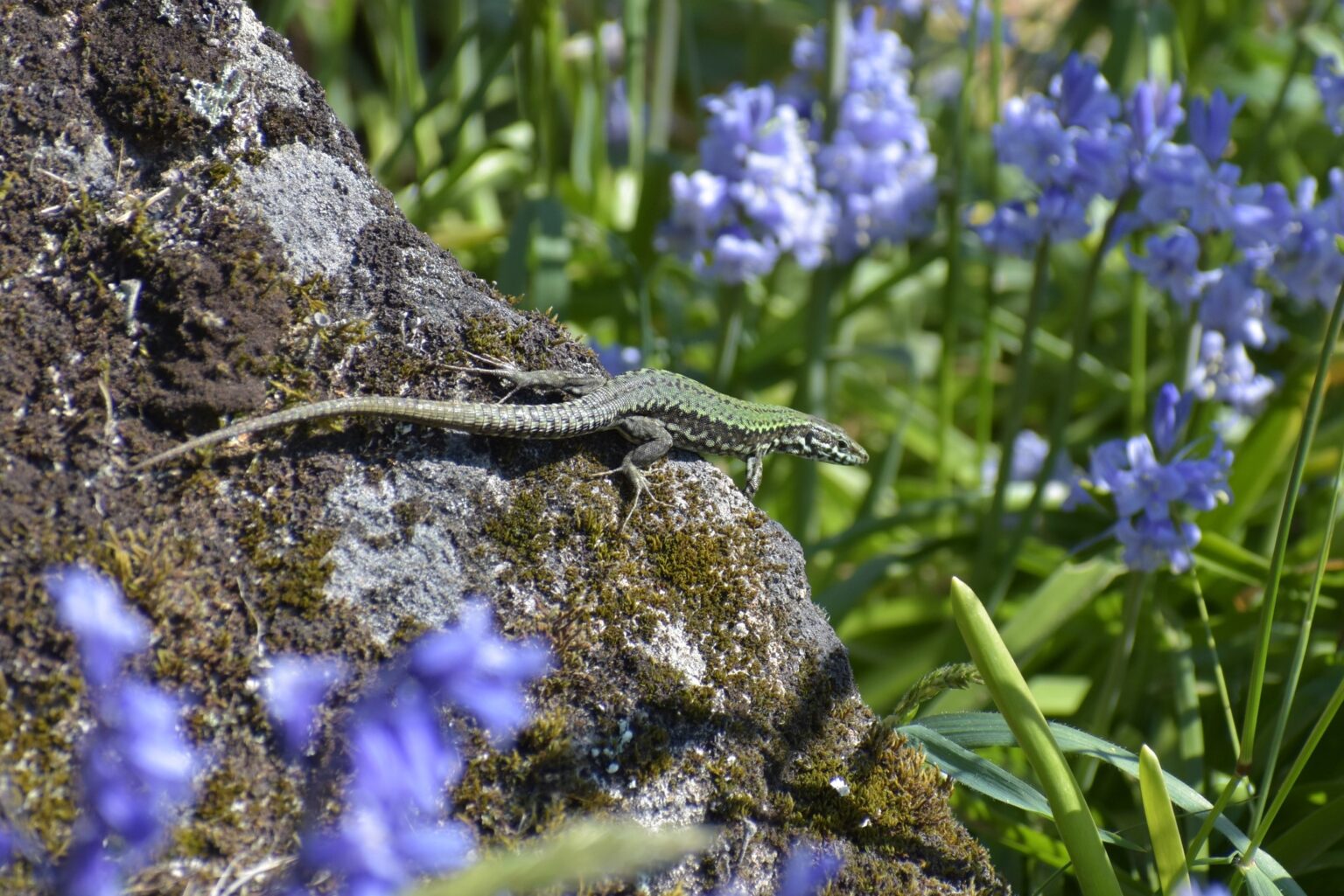 Invasion of the European wall lizards - Invasive Species Council of ...