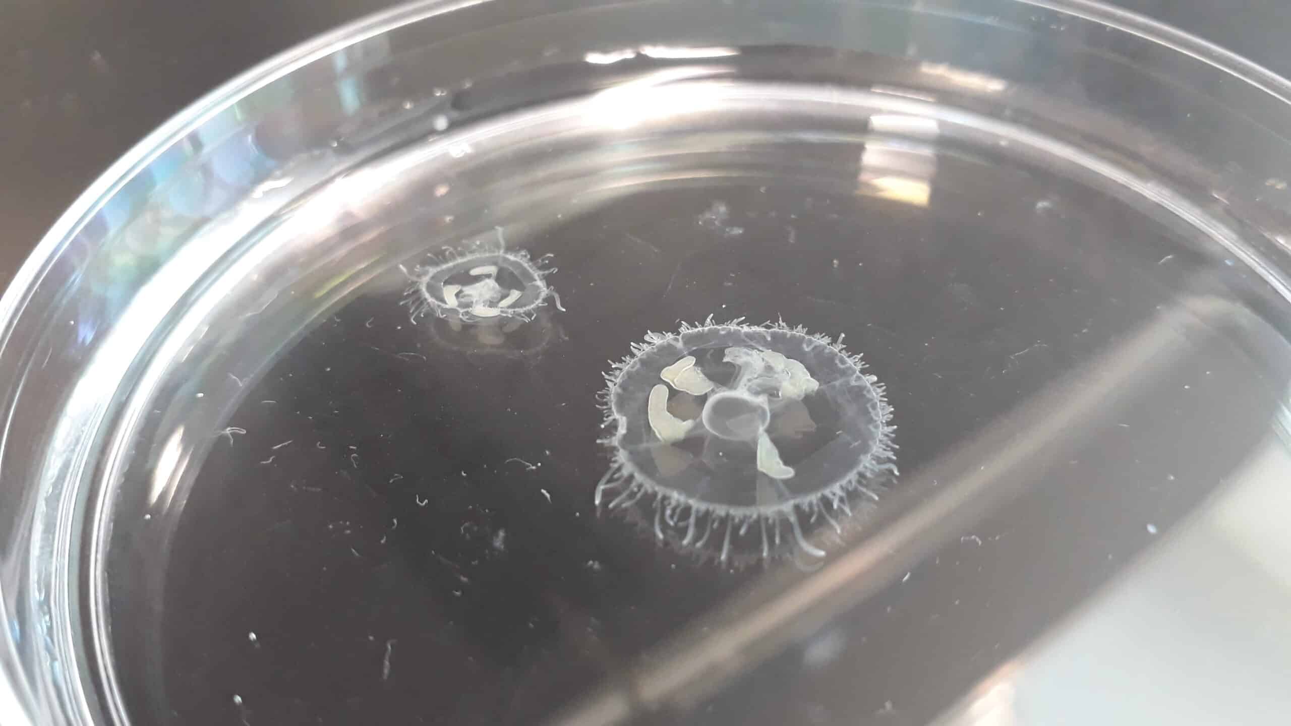 Freshwater jellyfish - Invasive Species Council of British Columbia