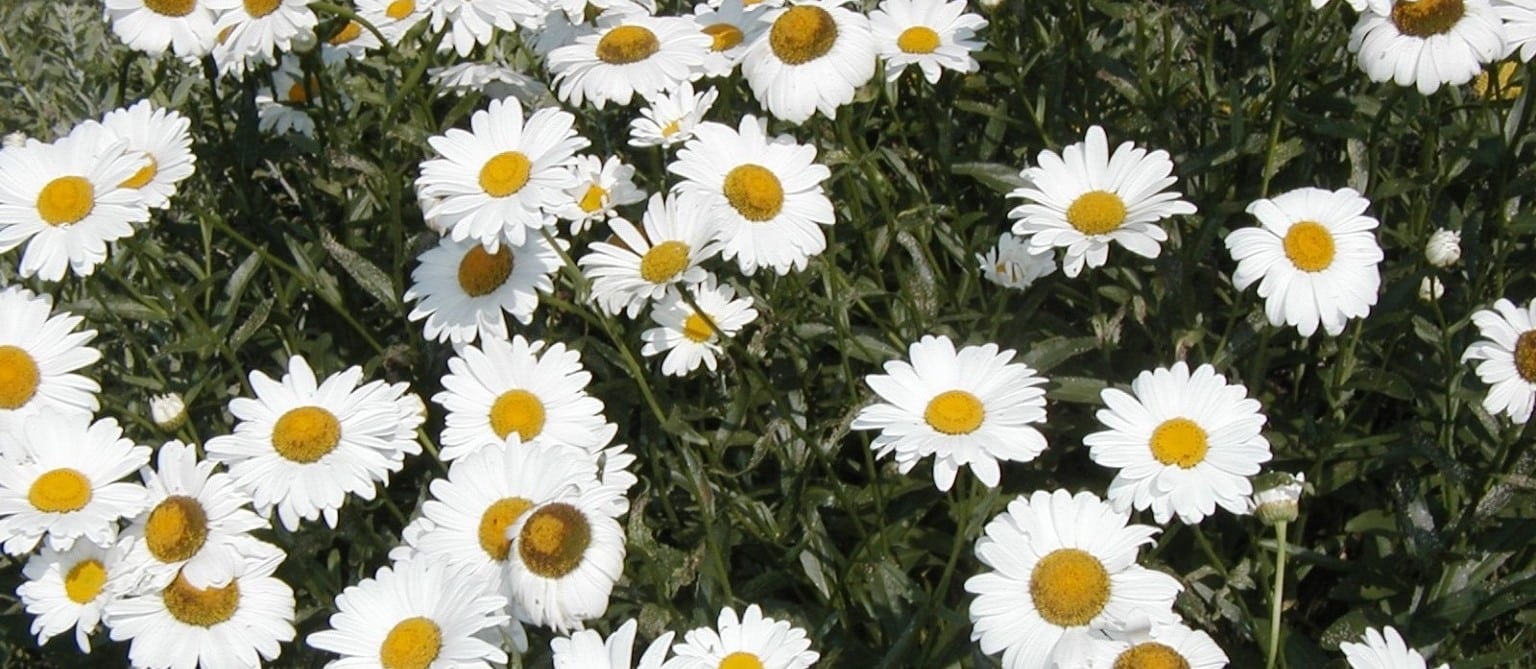 Keep these popular invasive flowers off your wedding guest list ...