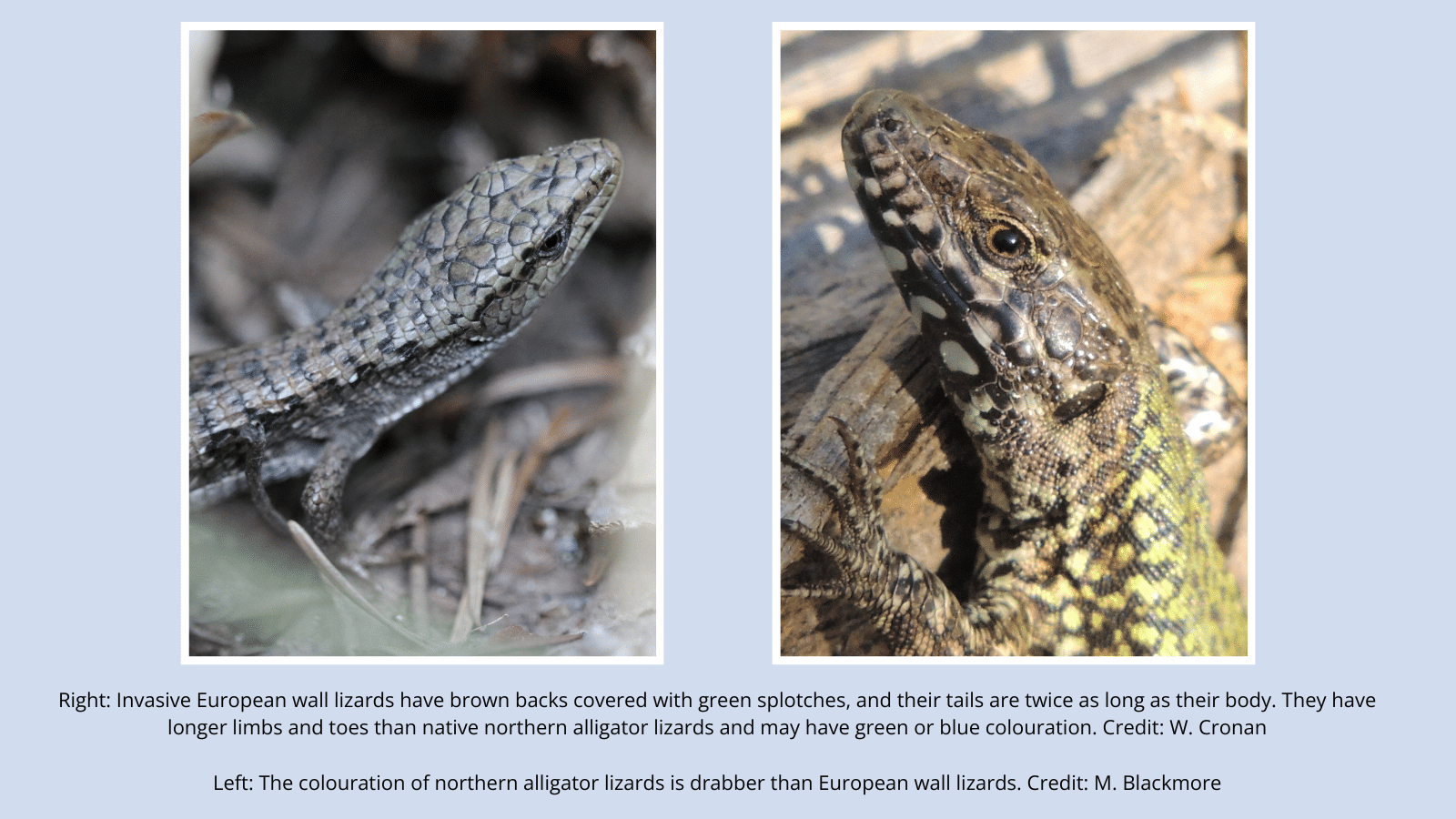 Invasion of the European wall lizards - Invasive Species Council of ...