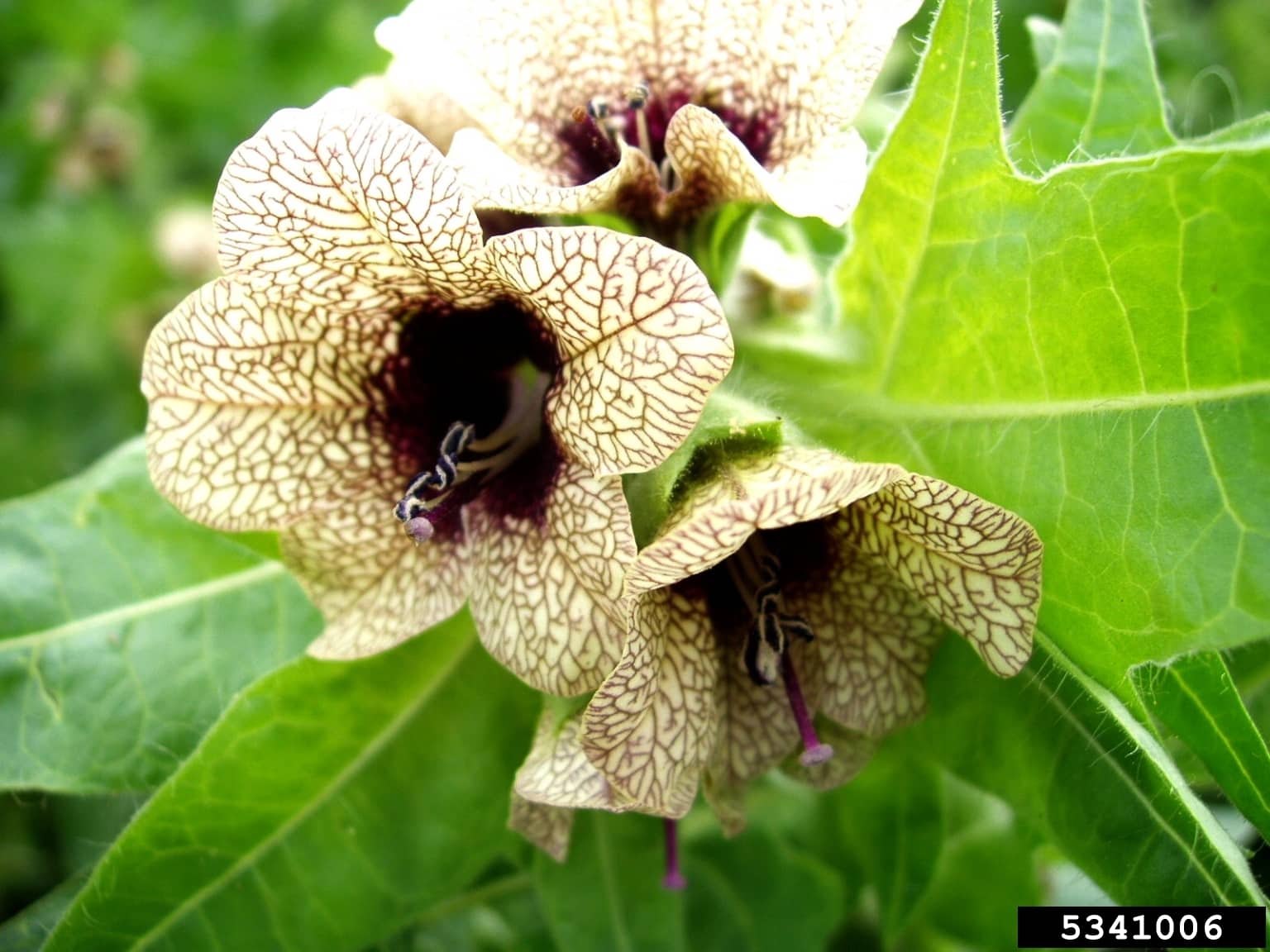 Black henbane - Invasive Species Council of British Columbia