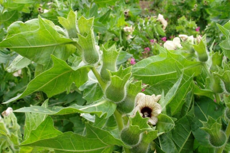 Black henbane - Invasive Species Council of British Columbia