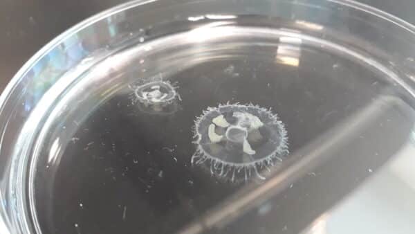 New Research on Freshwater Jellyfish in B.C. Reveals They’re Spreading ...