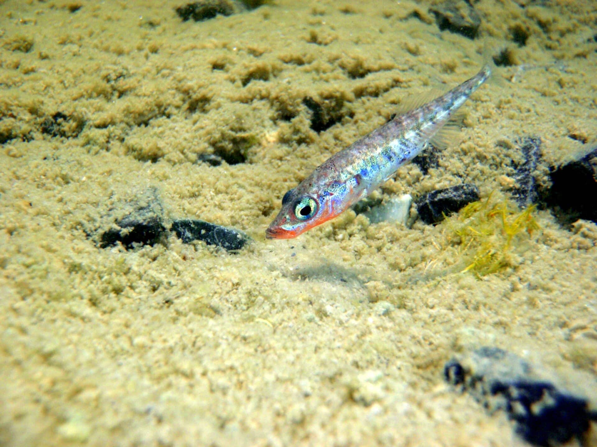 Protecting Texada Island’s Sticklebacks is a Team Effort - Invasive ...
