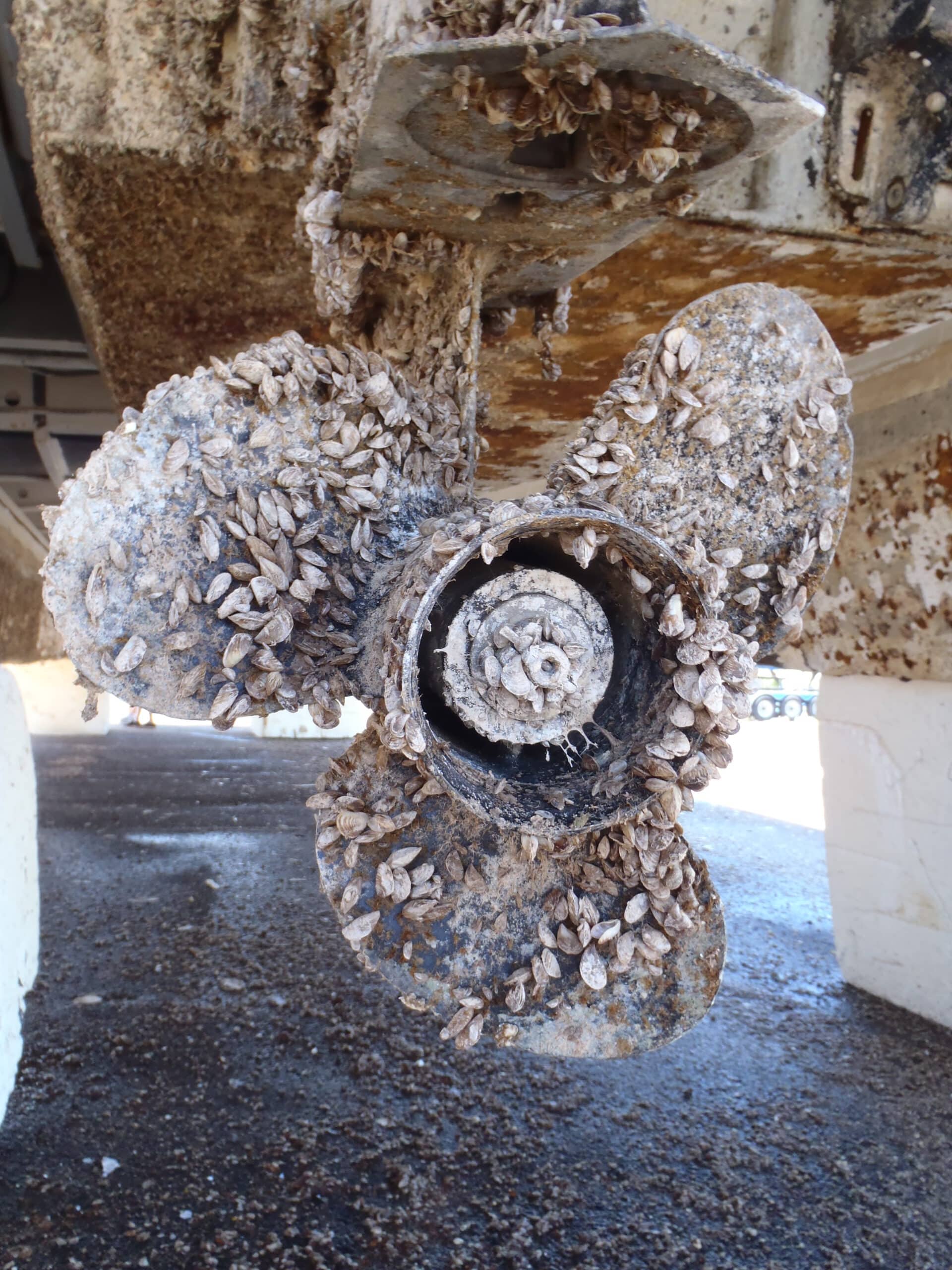 Invasive mussels found in aquarium moss balls, again. - Invasive ...