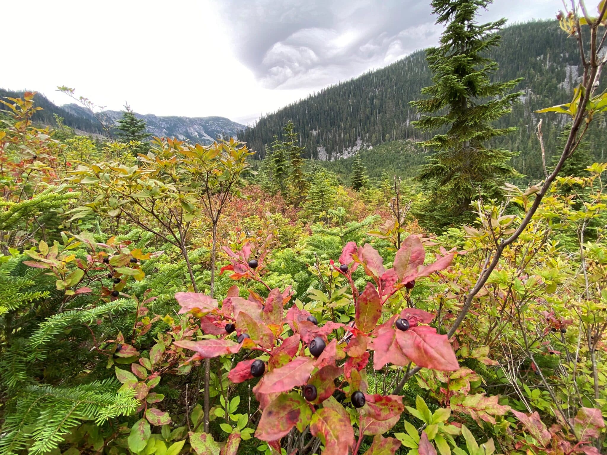 Invasive Species and the Huckleberry Harvest: Protecting this First ...