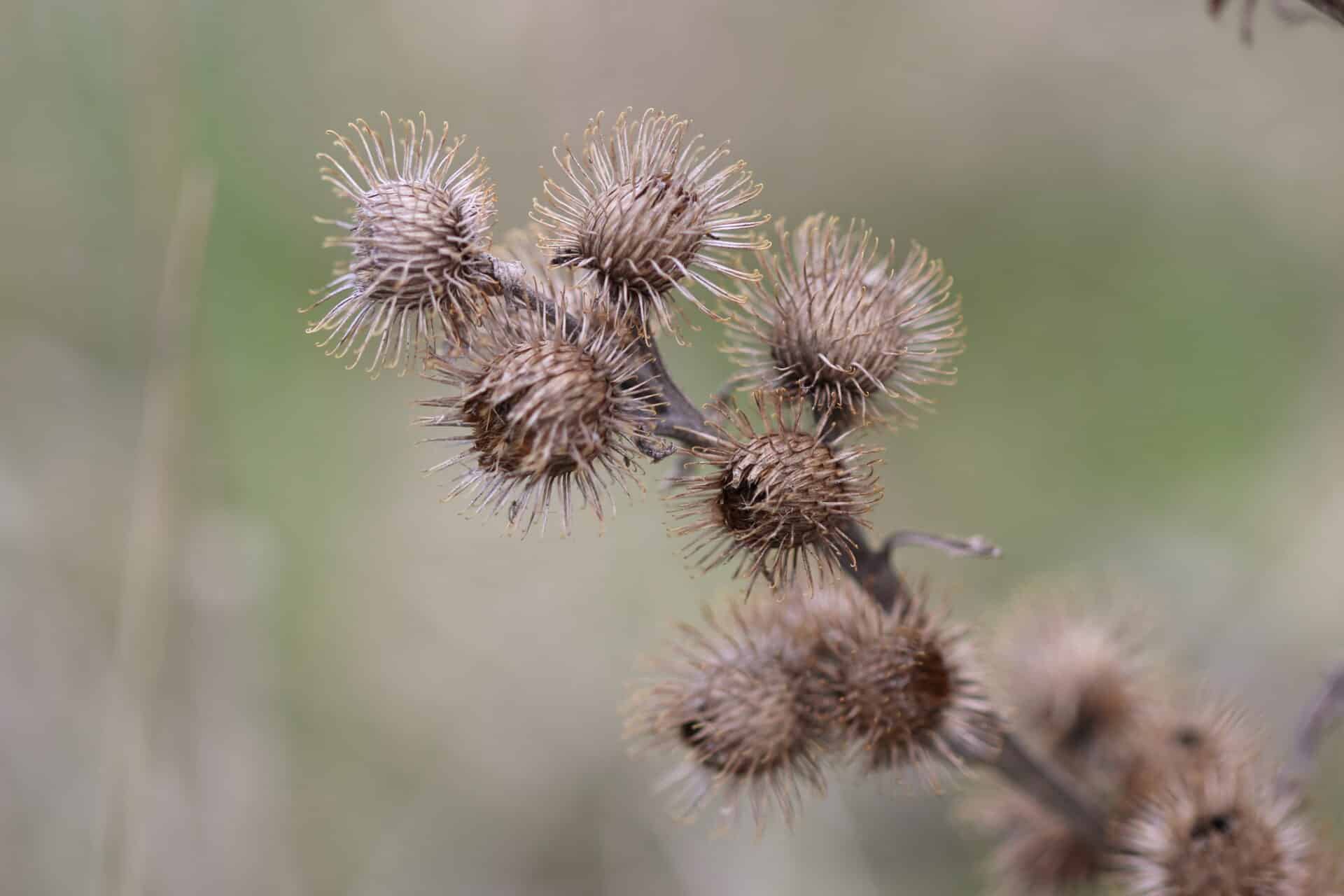 ‘Banish Burdock’ Program in Sea to Sky Region a Big Win for ...