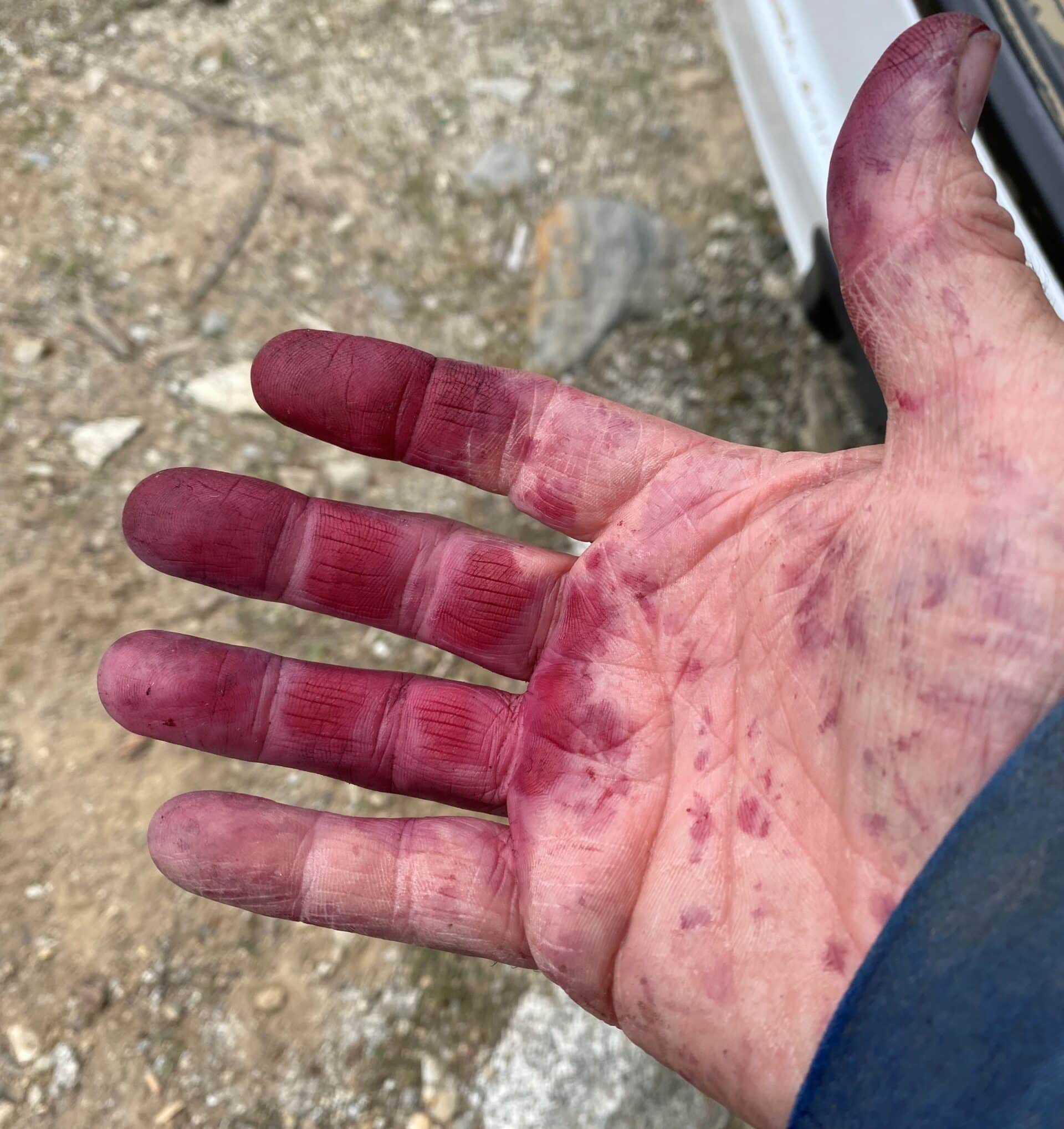 Invasive Species and the Huckleberry Harvest: Protecting this First ...