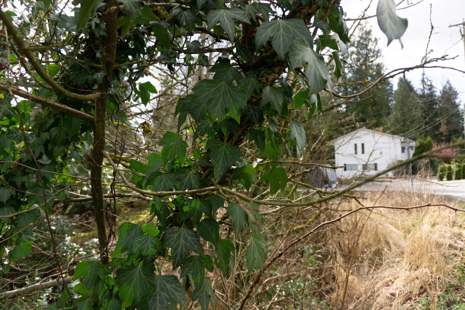 Invasive Species Challenges within the Coastal Douglas-Fir Zone ...
