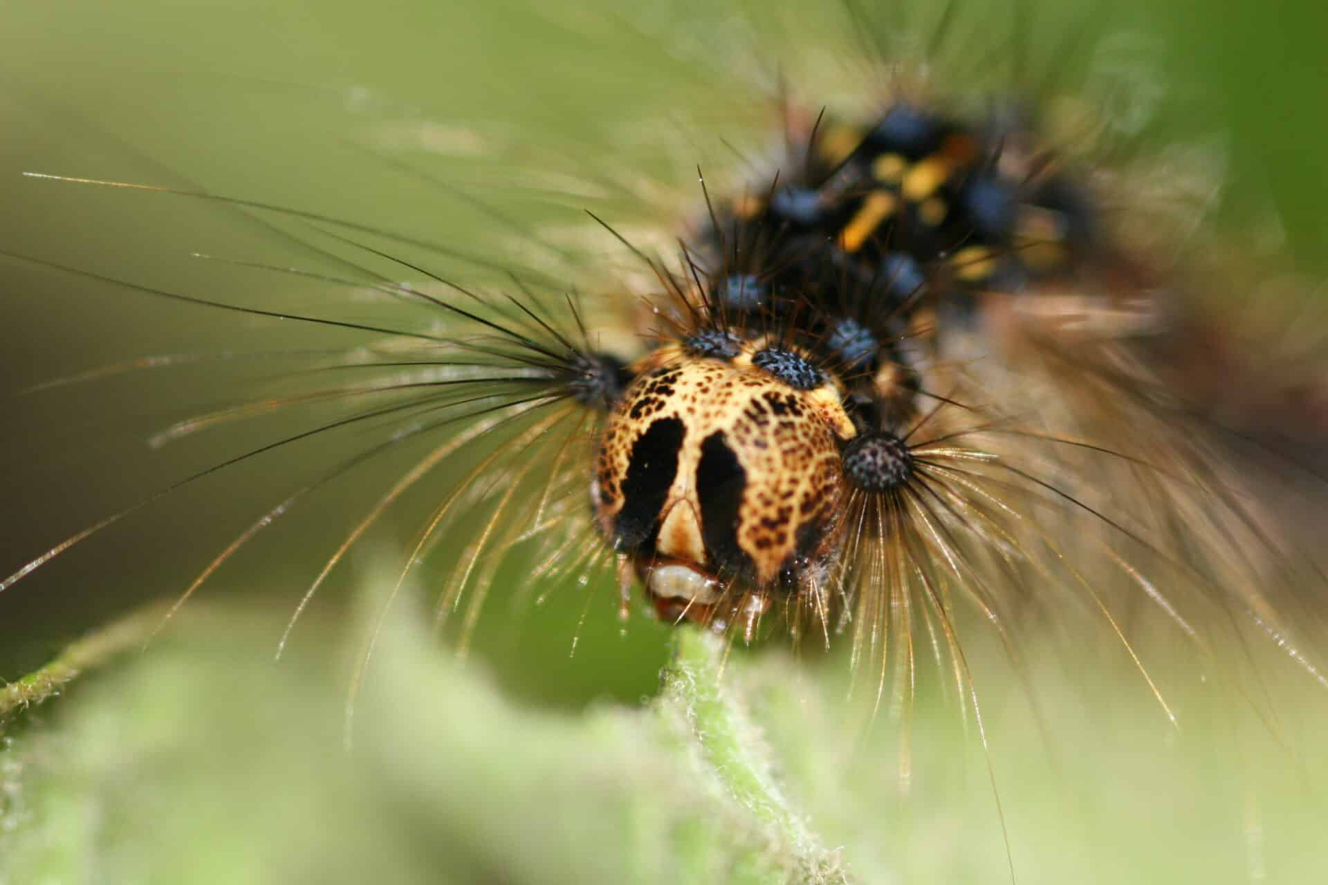 Invasive Species Council of British Columbia