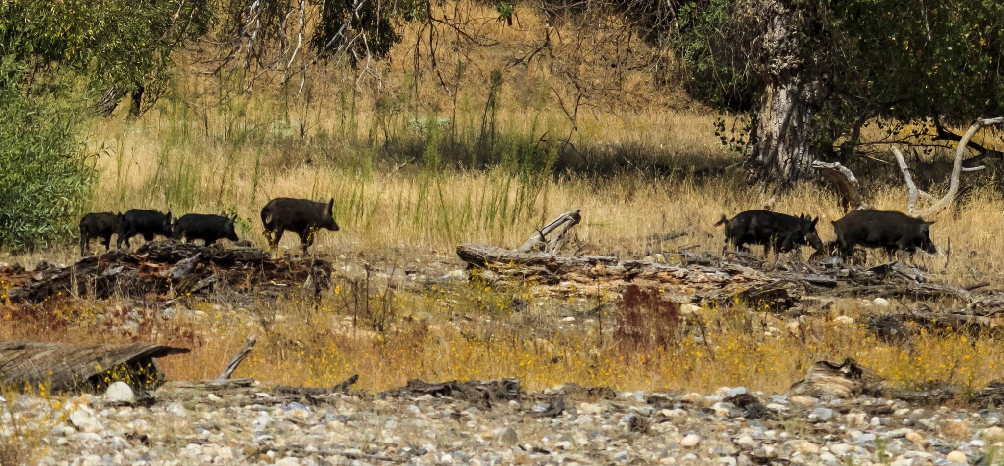 Invasive Pigs - Invasive Species Council of British Columbia