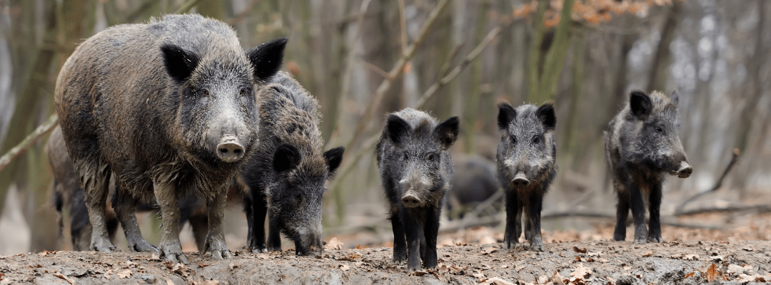 Invasive Pigs Awareness and Planning Workshop - Invasive Species ...