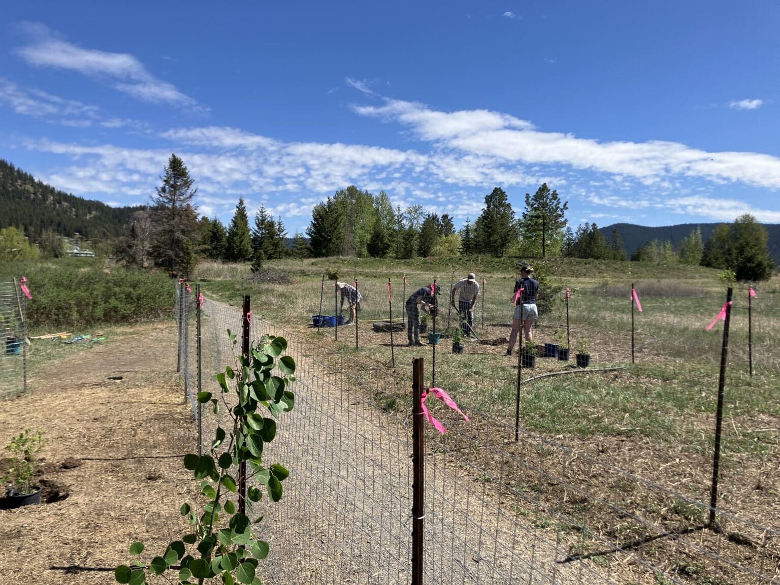 Invasive Species and the Huckleberry Harvest: Protecting this First ...